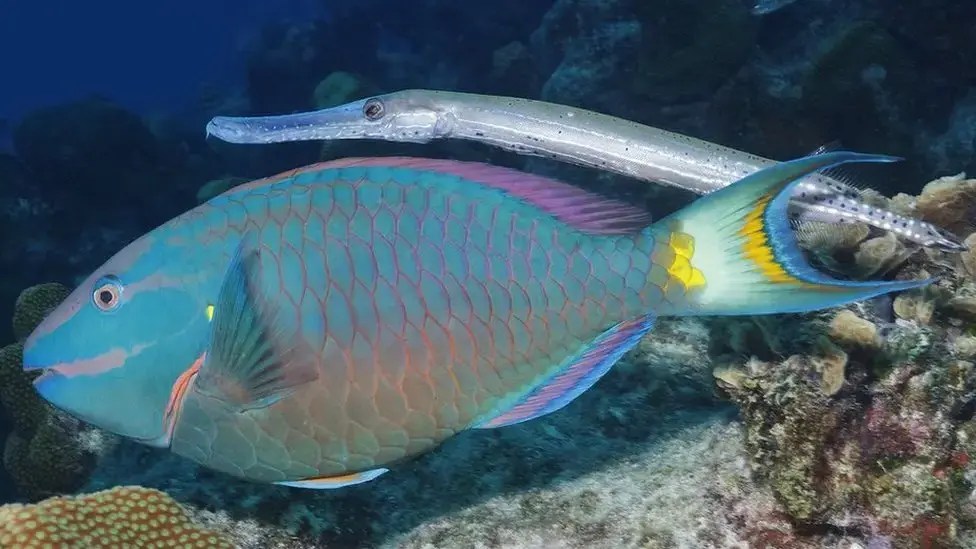 Shadowing behaviour in trumpetfish (2021 – NOW) – Christian Drerup